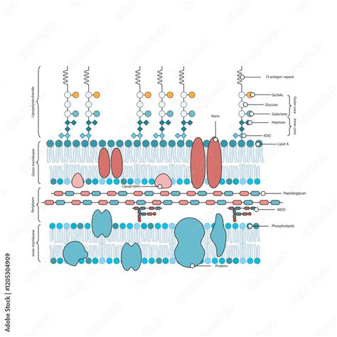 Diagram Of Gram Negative Bacterium E Coli Cell Envelope Inner Outer Membrane Lps