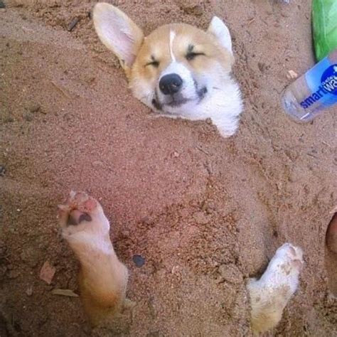 Corgi Buried In Sand Is Adorable The Mary Sue
