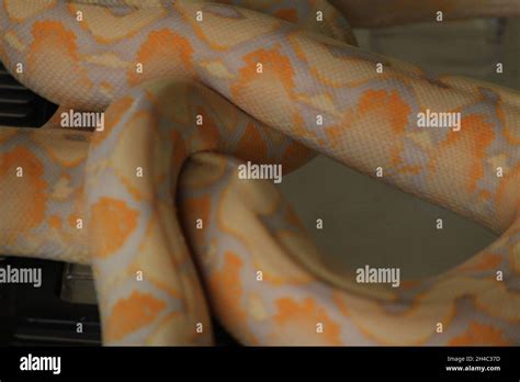 White Python With Exotic Skin Color And Pattern White Python With