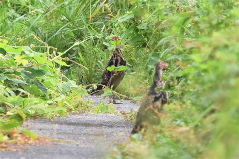 8月26日 キジの子どもたち 鳥見備忘録Ⅲ