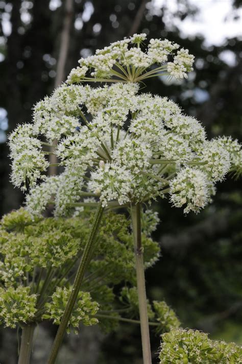 Angelica Sylvestris L