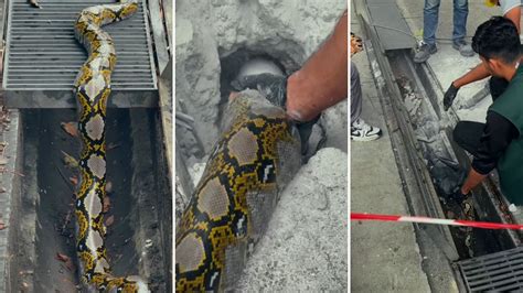 Videographer Catches Incredible Scene As Enormous Python Is Removed From City Drain We Shouldn