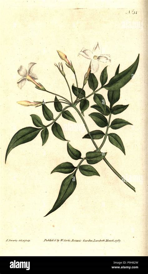Common Jasmine Or Jessamine Jasminum Officinale Handcolured