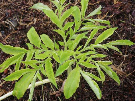Peony Leaf Voodoo Lily Plants Learn About The Voodoo Lily With Peony
