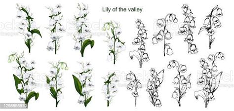 계곡 꽃의 백합세트 흰색 배경에 고립 된 손으로 그린 현실적인 꽃다발 빈티지 스타일의 식물 벡터 일러스트레이션 종이 인사말 엽서 종이 카드 0명에 대한 스톡 벡터 아트 및