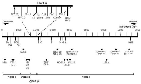 Map Of The Mhc Showing The Mhc Class I Ii Iii And Iv Regions