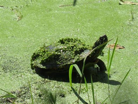 Turtle Algae Water Free Photo On Pixabay Pixabay