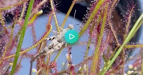 Grasshopper Vs Fork Leaved Sundew Album On Imgur