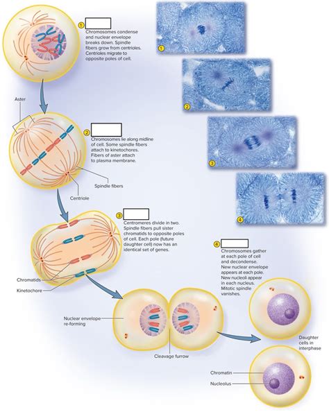 Anatomy And Physiology Mitosis Diagram Quizlet