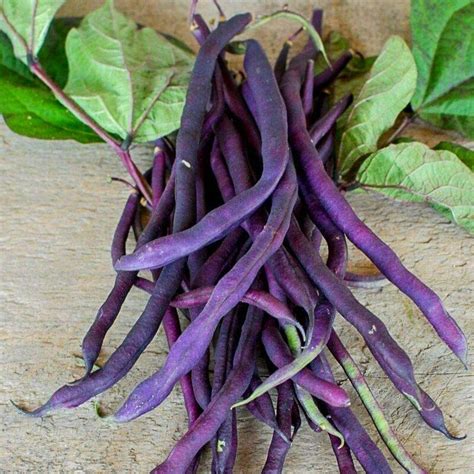 Haricot à Rames Blauhilde Variété Mangetout Graines Alsagarden