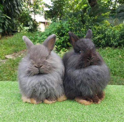 ซื้อ ขาย กระต่าย ออนไลน์ ทุกสายพันธุ์ ราคาถูกสุดคุ้ม Ennxo