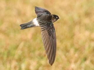 White Rumped Swiftlet EBird