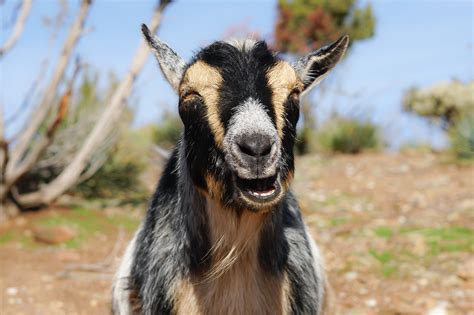 Eight Things You Didnt Know About Goats