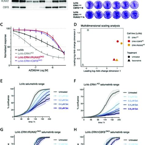 characterization of lovo ern1 runx2 and ern1 cbfb double ko clones a