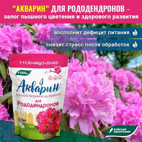 Рододендроны — нюансы выращивания в открытом грунте — Ботаничка