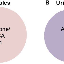 Venn Diagram Comparison Of Proteins Identified By Lc Ms Ms In The