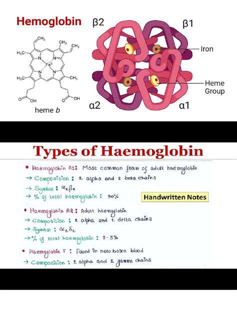 Hemoglobin Notes Pdf