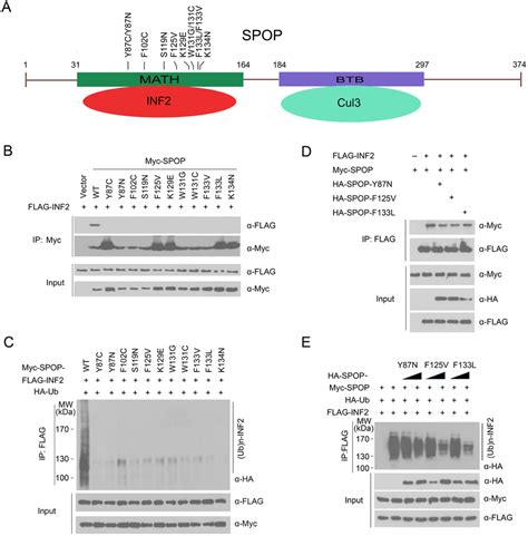 Prostate Cancer Associated Spop Mutants Cannot Bind To And Promote Inf2 Download Scientific