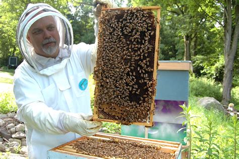 Beekeeper Frame Beehive Free Photo On Pixabay Pixabay