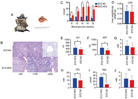 Pathophysiological Features And Biochemical Analysis Of Normal And