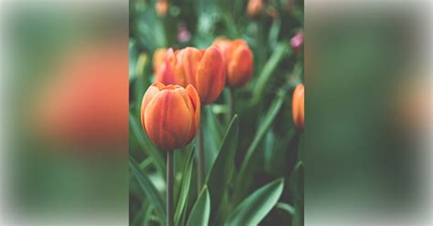 Obituary Information For Norma Brown