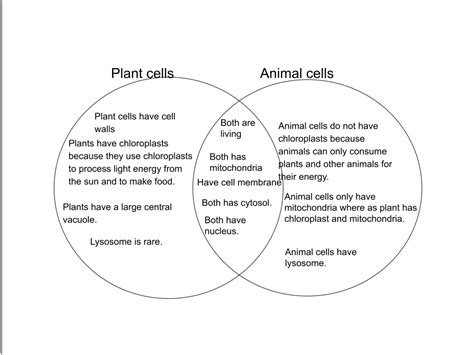 Cells Mind Map