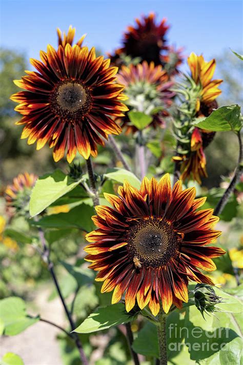 Yellow Orange Brown Fall Sunflowers Photograph By Vivian Krug Cotton