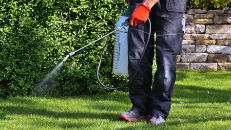 How To Prevent Gray Leaf Spot From Taking Over Your Lawn