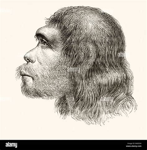Head Of A Neanderthal Man Illustration From A Th Century
