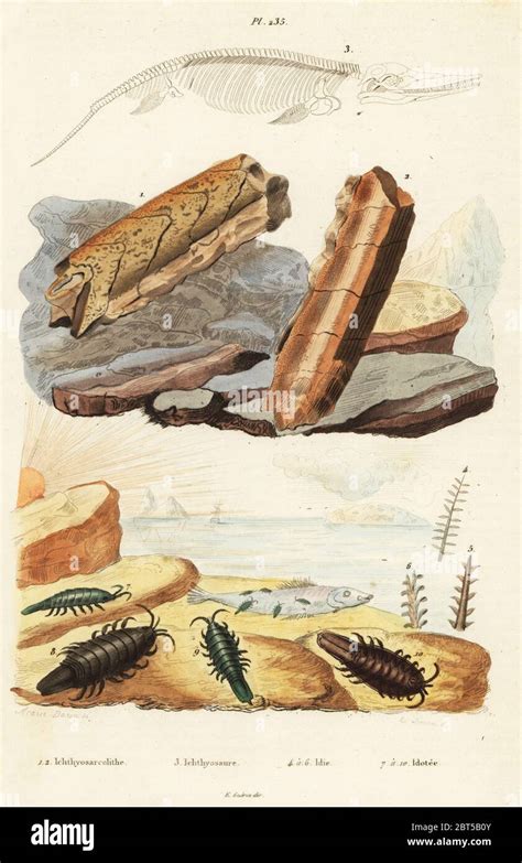 Fossils Of Extinct Ichthyosarcolites Triangularis 1 2 Fossil Skeleton Of Extinct Ichthyosaurus