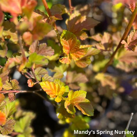 Amber Jubilee Ninebark Physocarpus Opulifolius Shopic