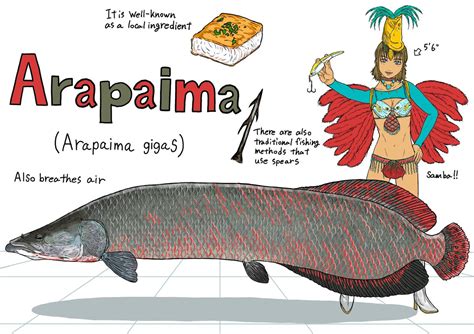 Arapaima Max Length 200〜300cm Found In The Amazon River Basin One Of