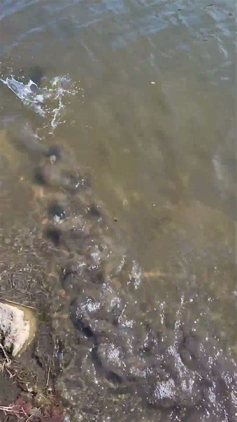 Lil Pickle Youtube Lil Pickle Youtube