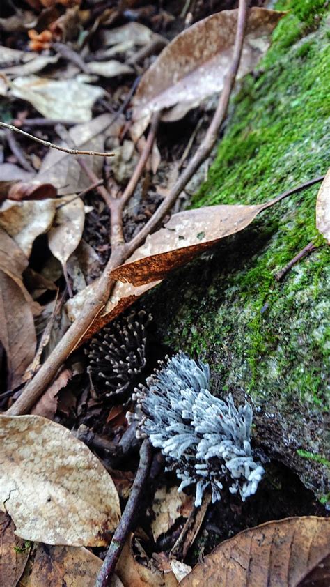 ジェイ山 Kyushu Hiking Trail Running And Speed Hiking In Itoshima Nijodake