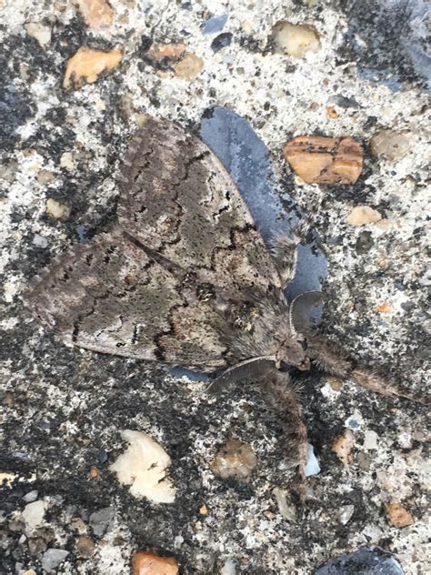 Dasychira Dasychira Picture Insect