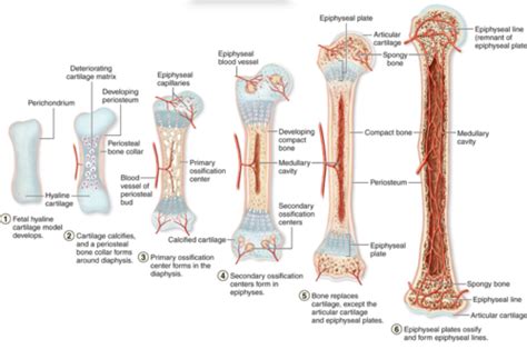 Endochondral Ossification Flashcards Quizlet