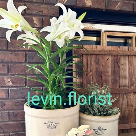 Jual Easter Lily Putih Bibit Tanaman Hias Bunga Shopee Indonesia