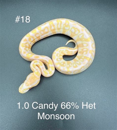 Candy 66 Het Monsoon Ball Python By Get Morphed Bp