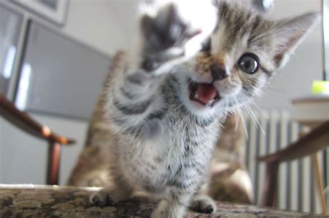 Kitty High Five With Camera Scrolller