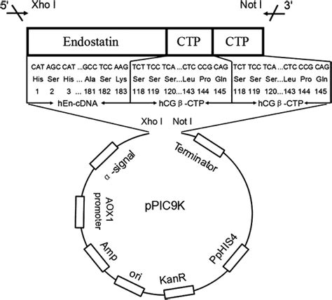 Construction Of Ppic9 K Plasmid Containing Endo Ctp Gene The Chimeric Download Scientific