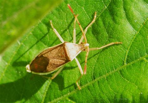 Philippine Bug Free Stock Photo - Public Domain Pictures