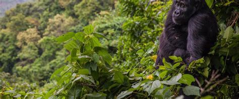 Filming In Bwindi Impenetrable Forest National Park Africa Fixers