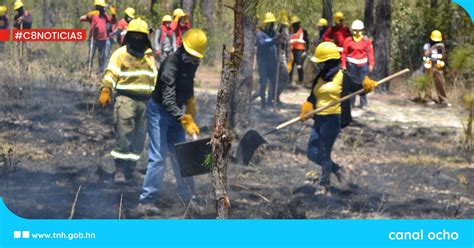 Exportaciones De Café Hondureño Crecen Un 86 En Los Primeros Cinco