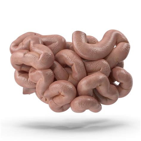 Intestino Humano Real