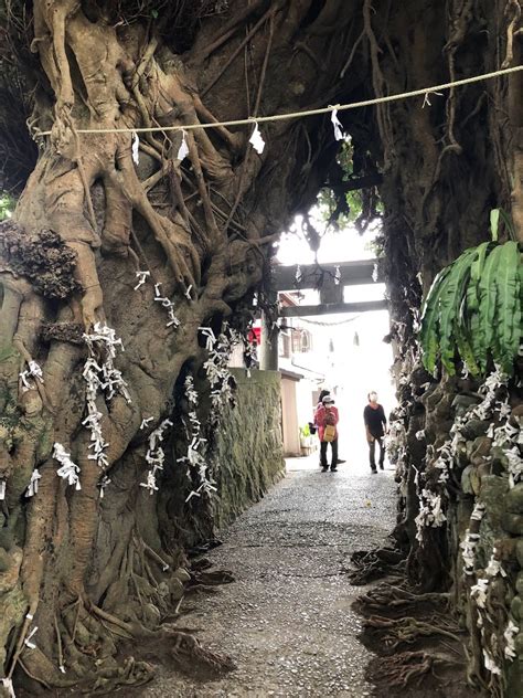 奈良尾神社のアコウの木五島列島しま山旅6 Botanic Lovers