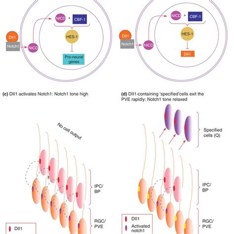 Neocortical Neurogenesis Proceeds According To A Transverse Download Scientific Diagram