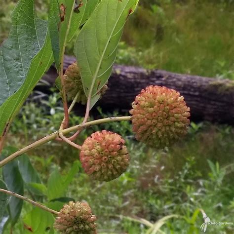 Cephalanthus Occidentalis 3 Buttonbush Scioto Gardens Nursery