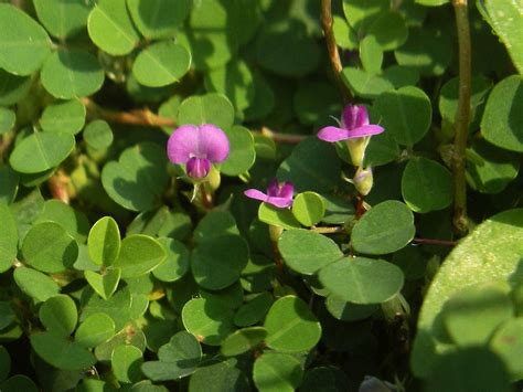 Desmodium Triflorum Eflora Of India