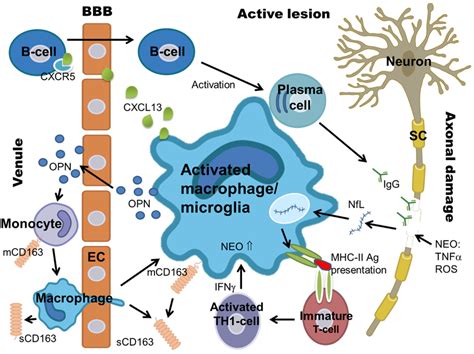 Macrophages And Microglia And The Suggested Roles Of Scd163 Cxcl13 Download Scientific