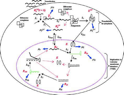 3 Model For Hepatitis C Virus Replication Cycle Adapted From 48 Download Scientific